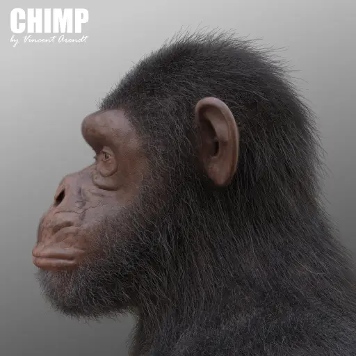 Chimp