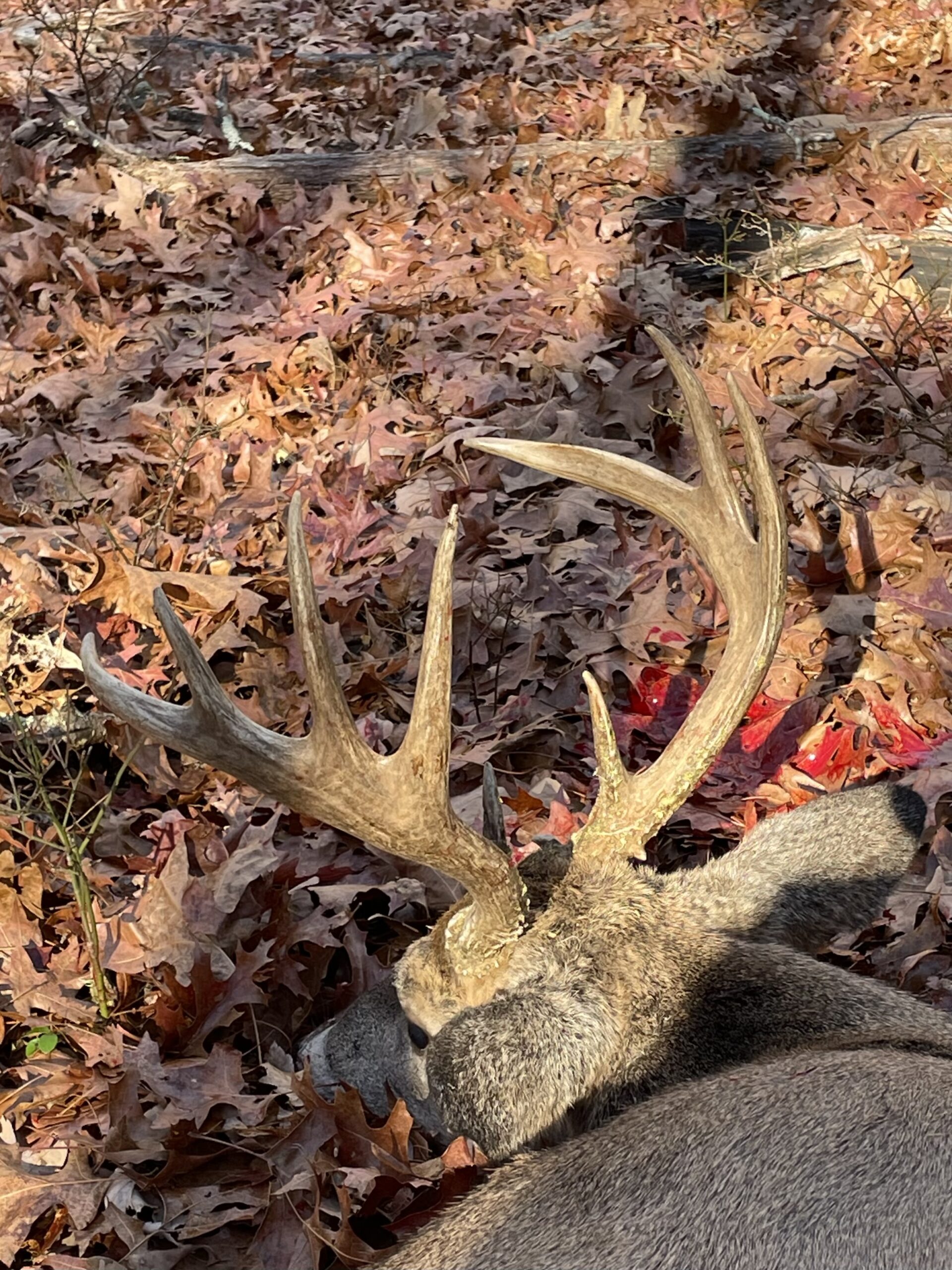 Matt Mcdaniel - WV MetroNews