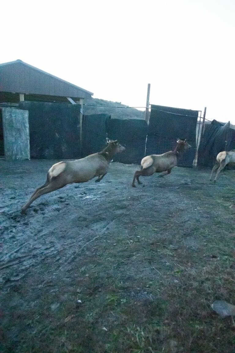 Newest additions to West Virginia elk herd have arrived in southern ...