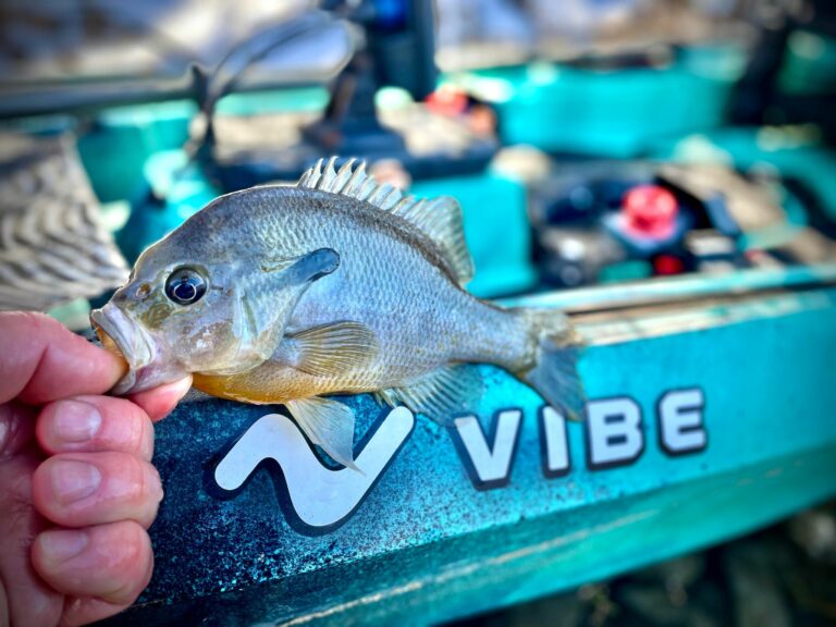 Angler catches the first record for red breasted sunfish - WV MetroNews