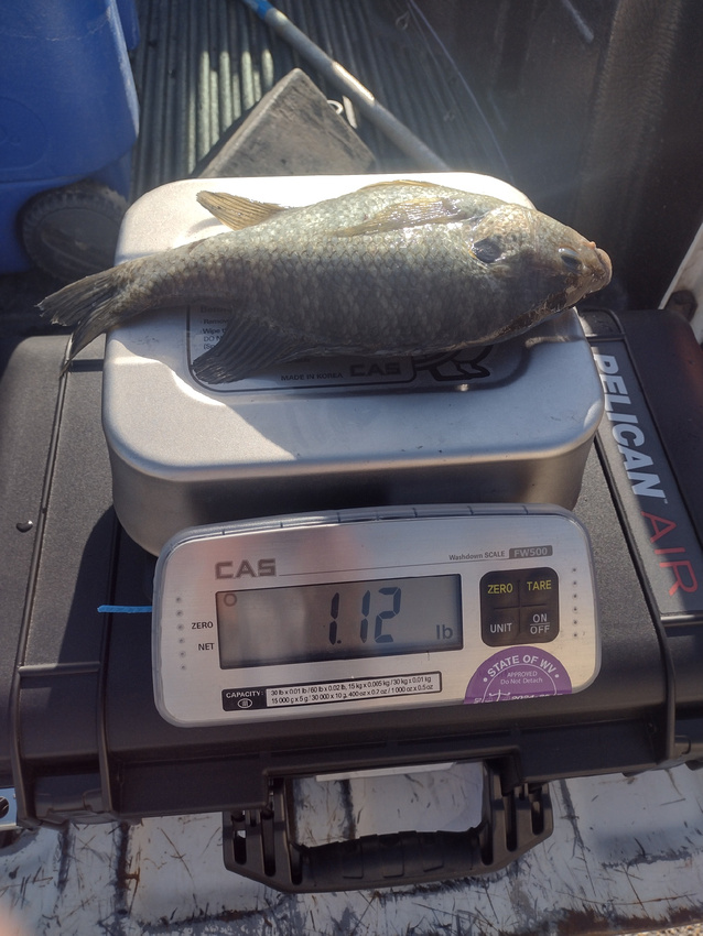 New state record for redear sunfish caught at Plum Orchard Lake - WV ...