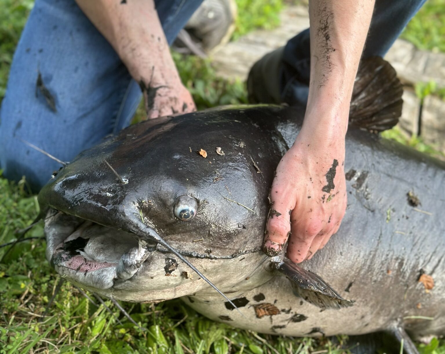 Wayne County pond yields a new state record channel catfish - WV MetroNews