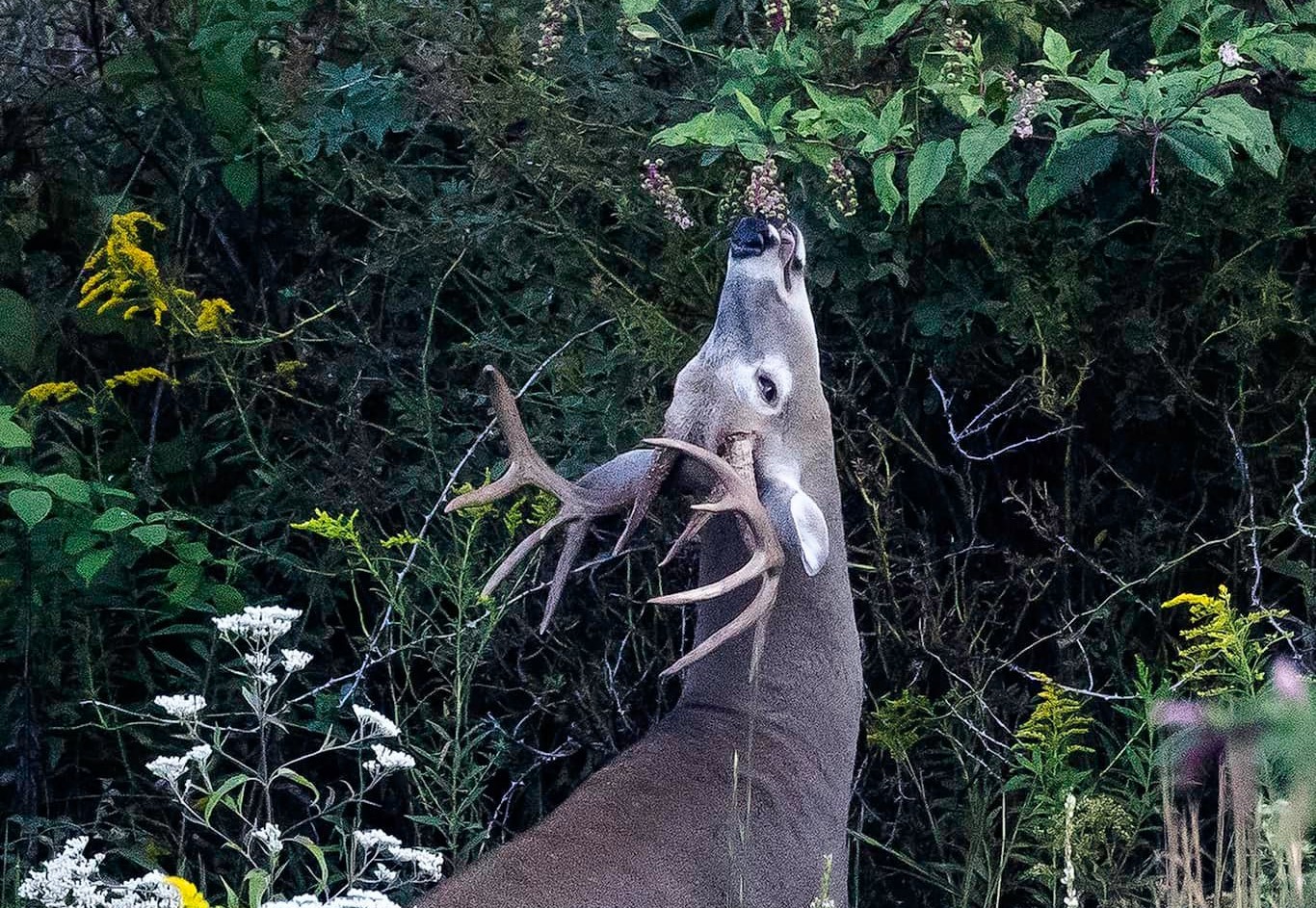 Buck Eating Lead - WV MetroNews