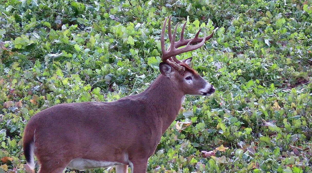 DNR expects similar buck harvest to last year in W.Va. - WV MetroNews