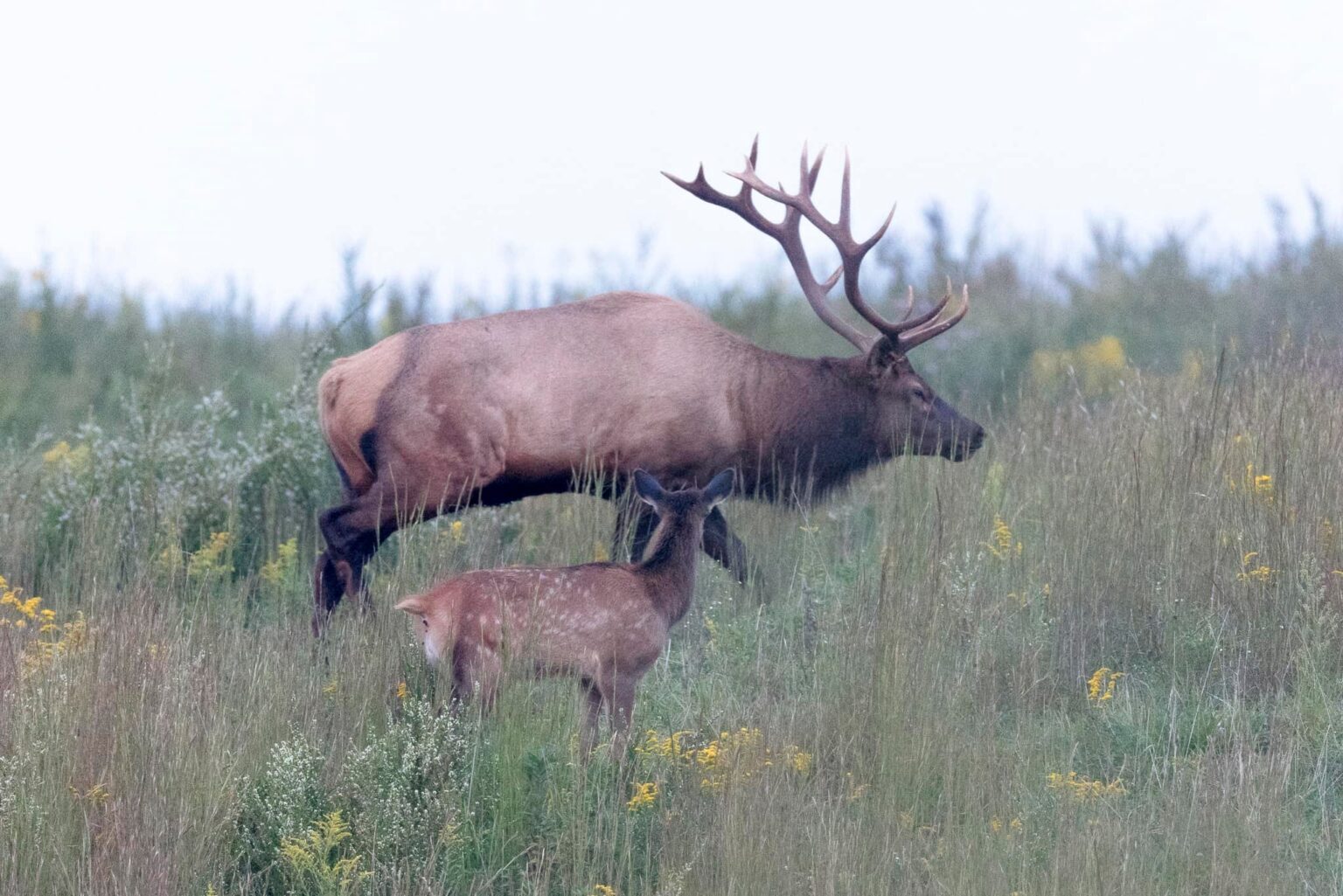 Elk calving strong for this year, but mortality was also up - WV MetroNews