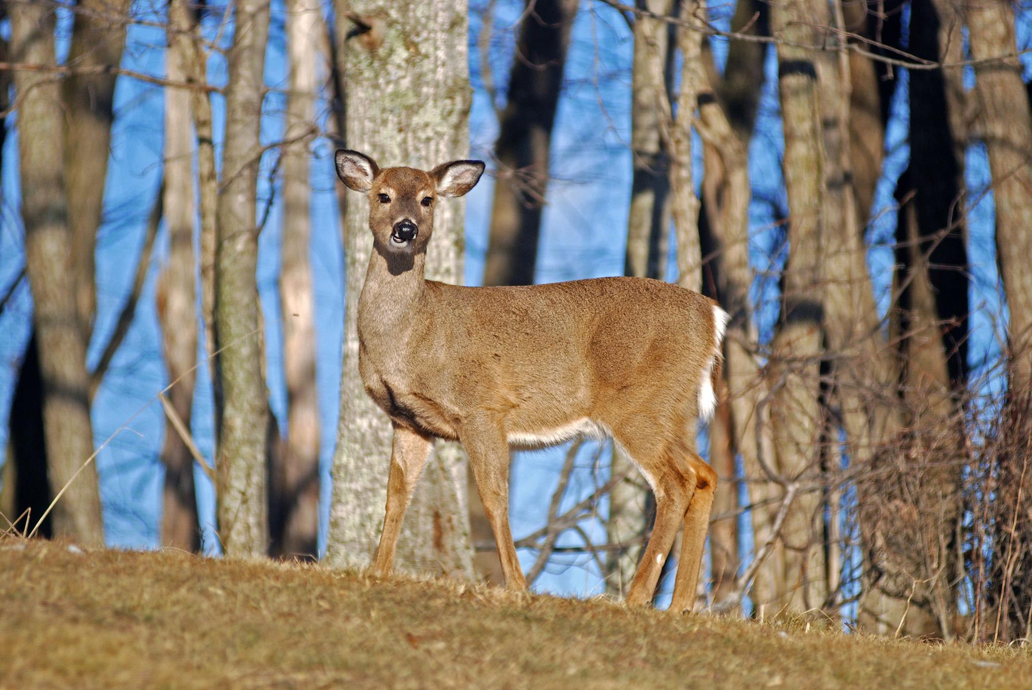State Park controlled deer hunts scheduled for 2025 - WV MetroNews