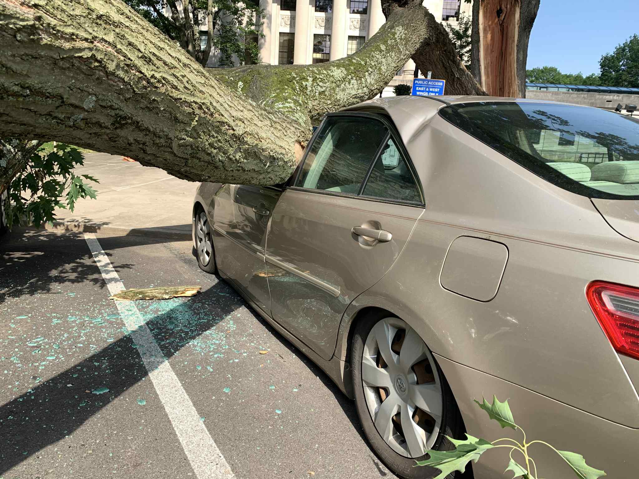 Part of large pin oak tree splits and falls, crushes cars parked at ...