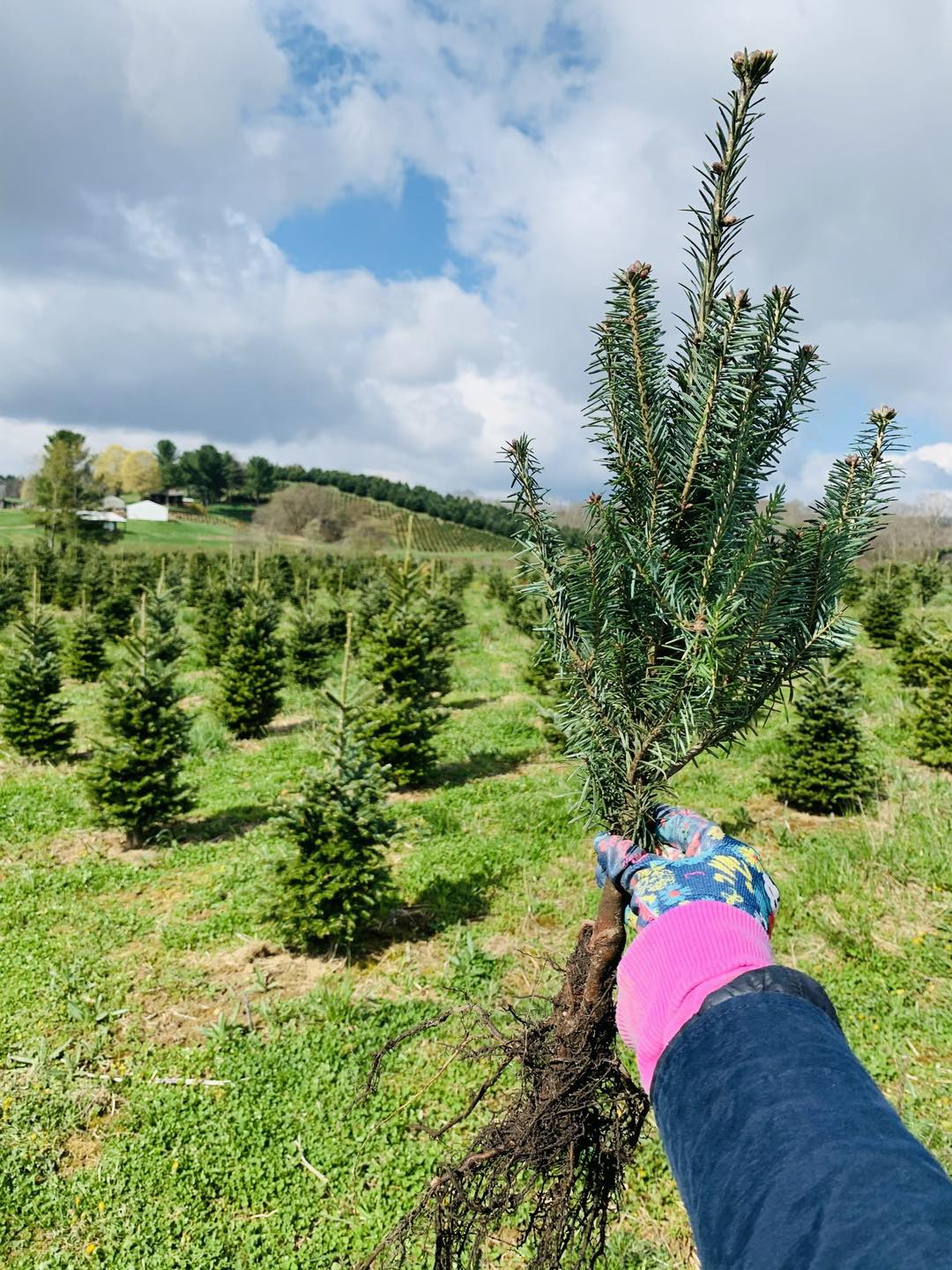 Tree farm owners express concern over proposed high voltage line for ...