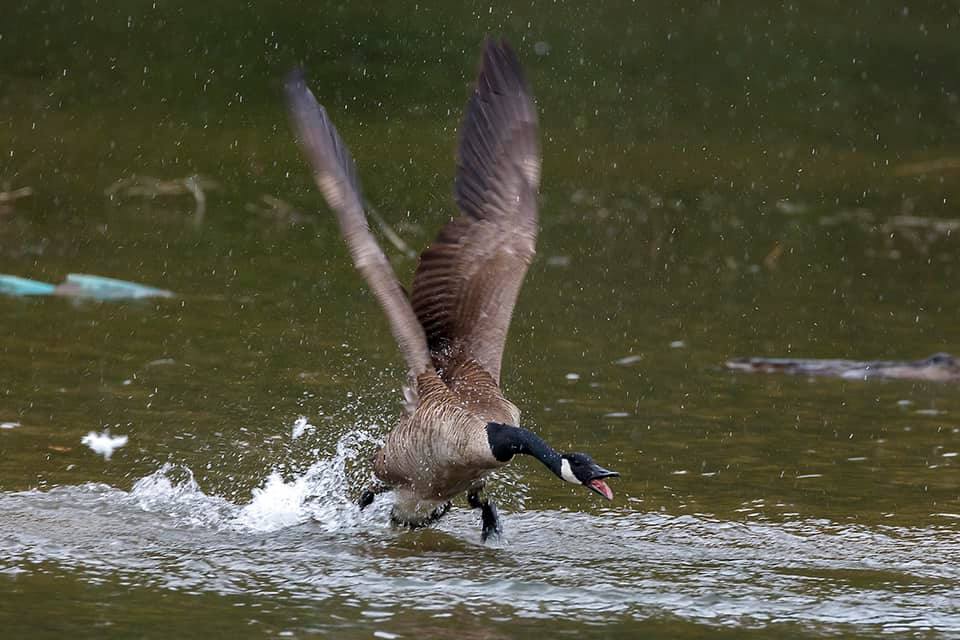 Canada goose and dove seasons opening in West Virginia for 2025 - WV ...