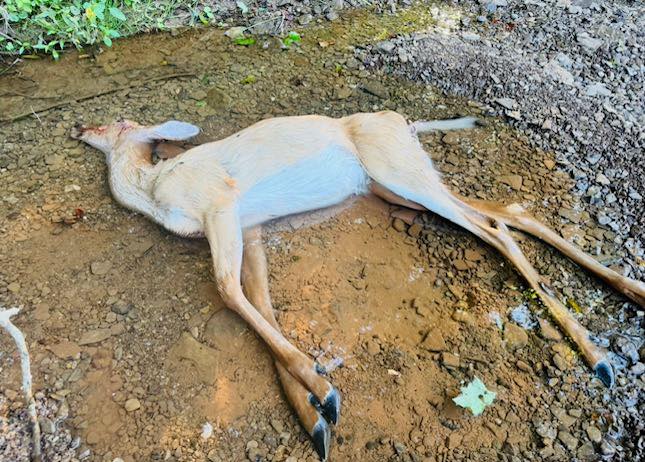 EHD continues to ravage deer in the mid-Ohio Valley in West Virginia ...