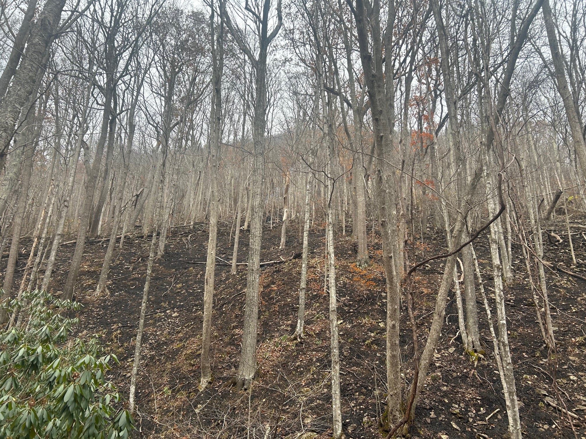 Crews gain upper hand on Pendleton County forest fire - WV MetroNews